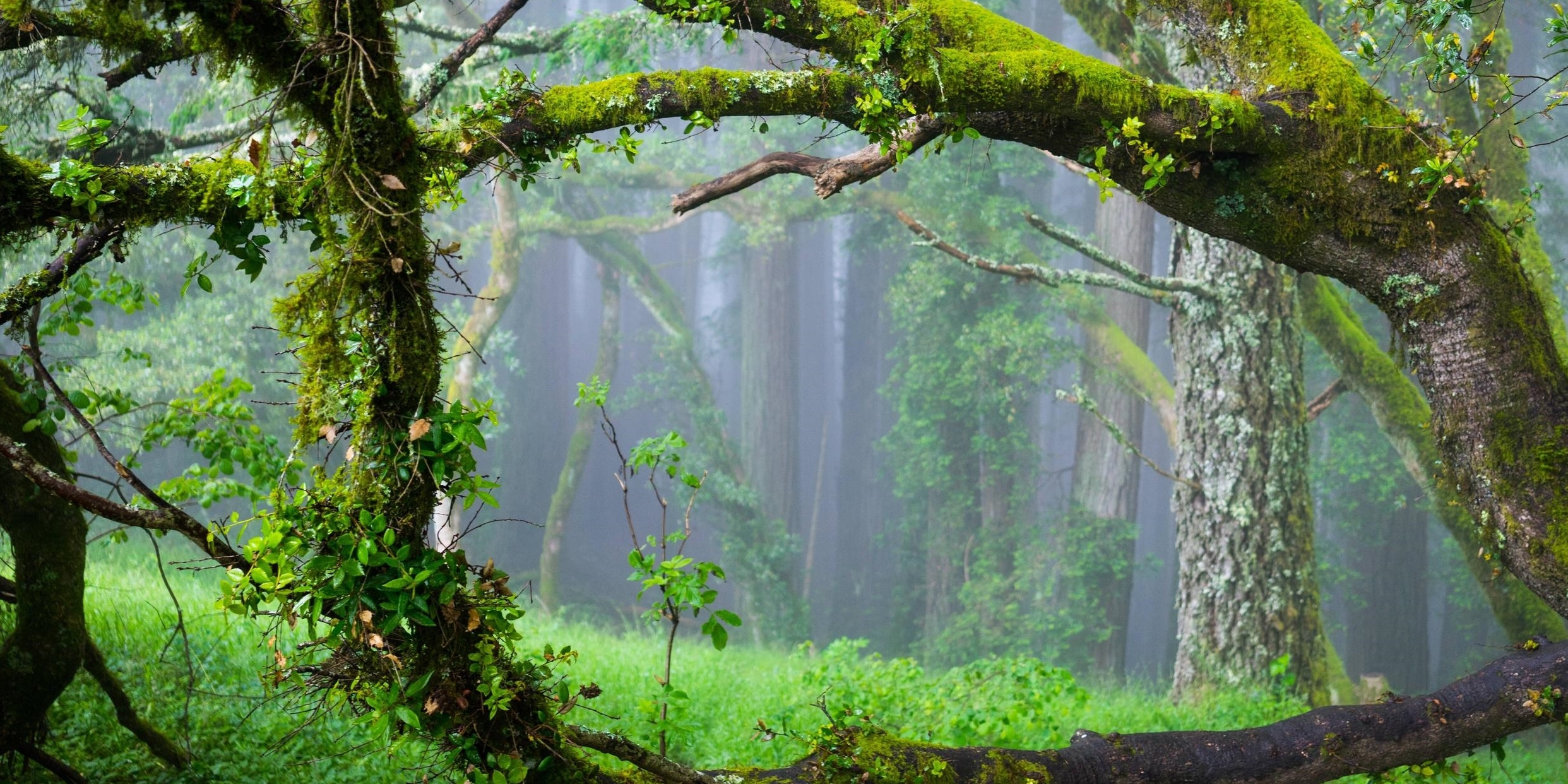 Photo Finish Friday: Steep Ravine Trail, by Daniel Berson – Aethereal ...